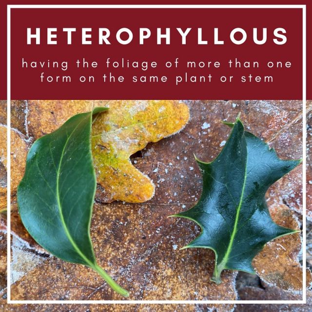 Services - Chartfords Tree