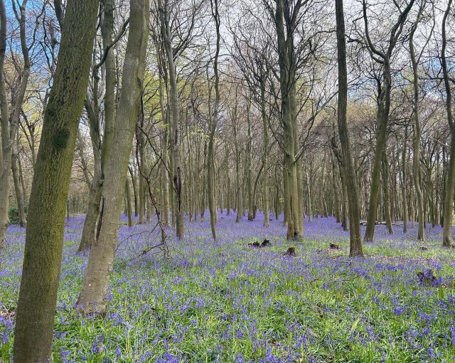 Services - Chartfords Tree