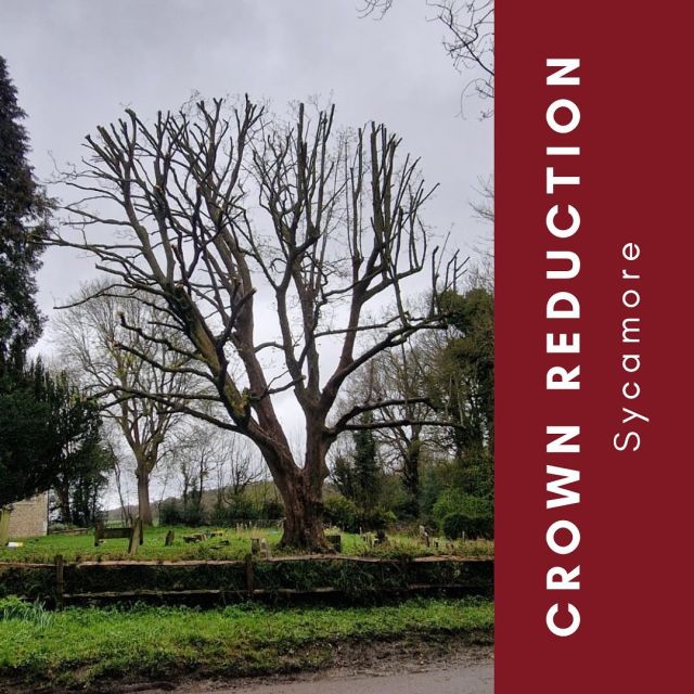 Services - Chartfords Tree